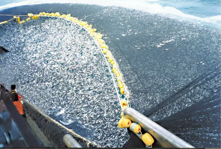 Man die aan de zijkant van een trawler staat en naar een groot net vol vis kijkt.