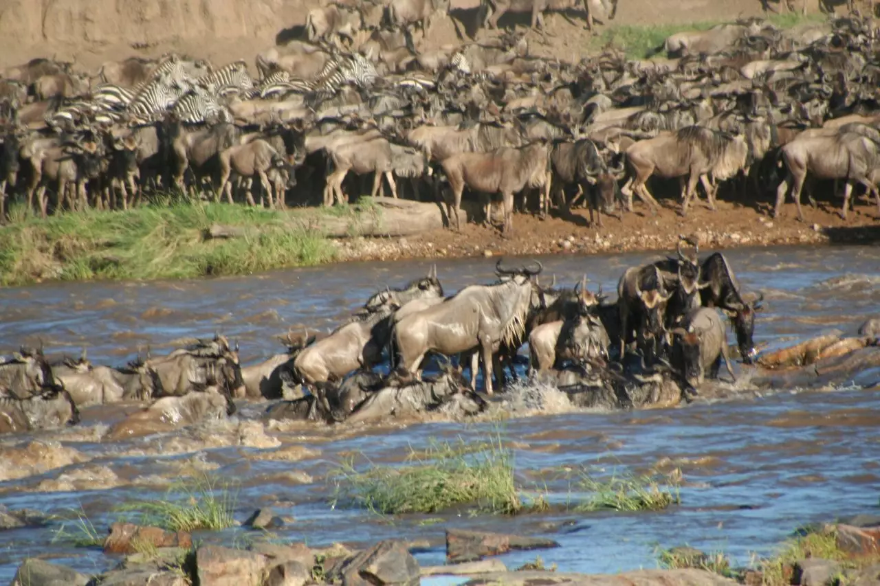 Гниющие туши антилоп гну — сила природы в Серенгети