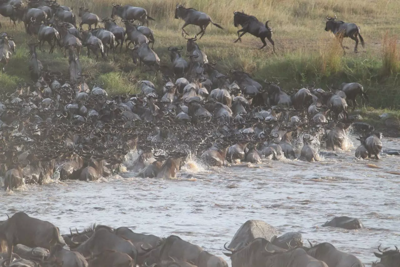 Bangkai Wildebeest yang Membusuk Adalah Satu Kekuatan Alam Di Serengeti