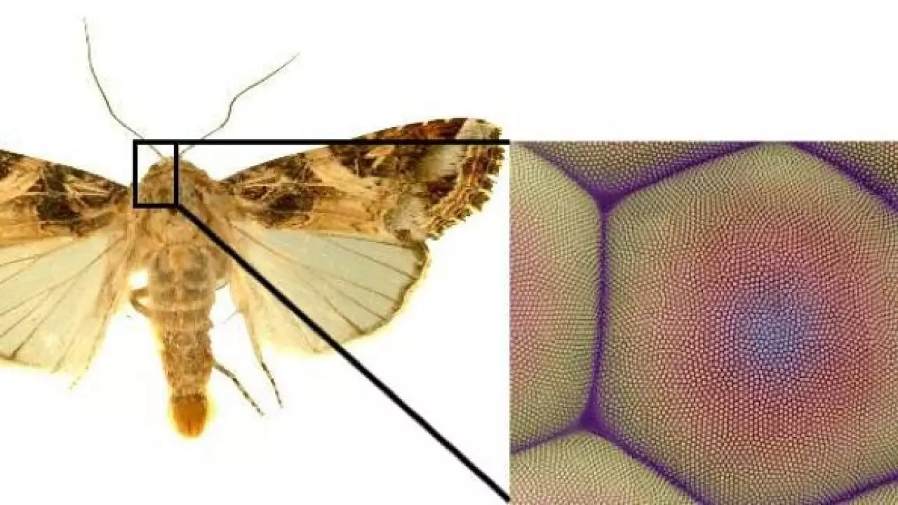 Graphene Muster no Moth Eyes kéinten eis 'Smart Wallpaper' ginn