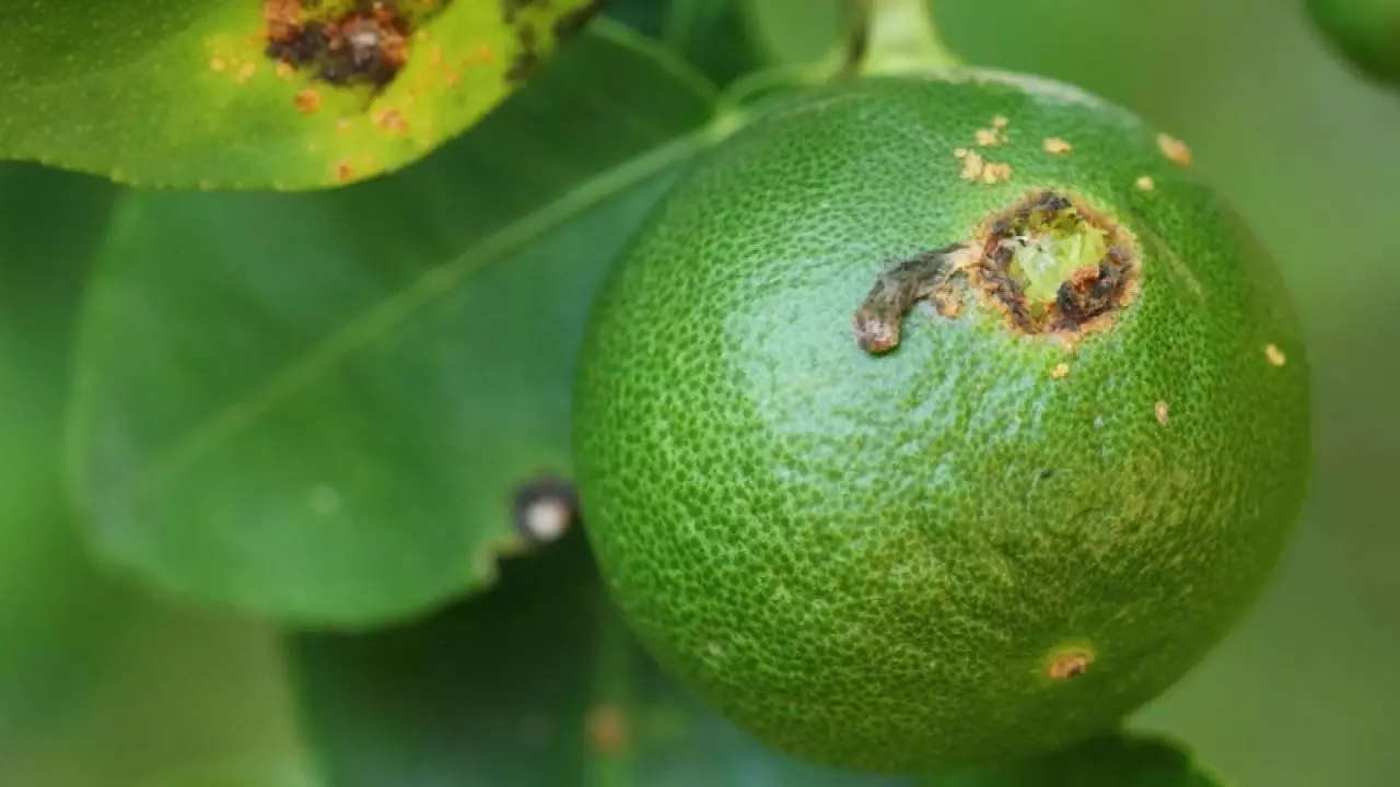 Vabzdžių poravimosi raginimų imitavimas galėtų kovoti su citrusinių vaisių žalėjimu