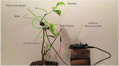 Imitar les trucades d'aparellament d'insectes podria combatre el verd cítric