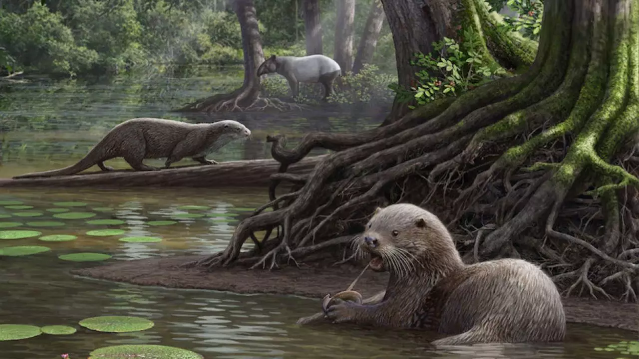 بھیڑیے کے سائز کے اوٹر نے چھ ملین سال پہلے دنیا کو گھیر لیا۔