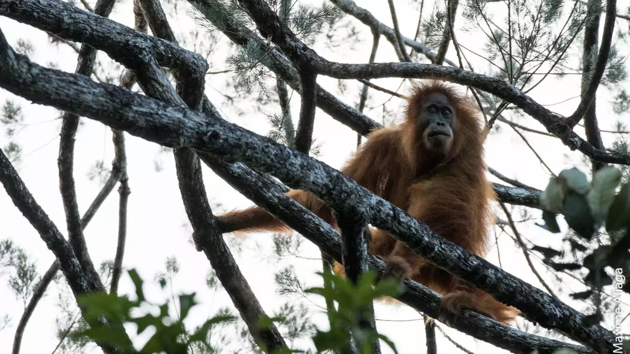 Waxaa Jira Nooc Cusub Oo Orangutan Ah Oo Durba Halis Ku Sugan