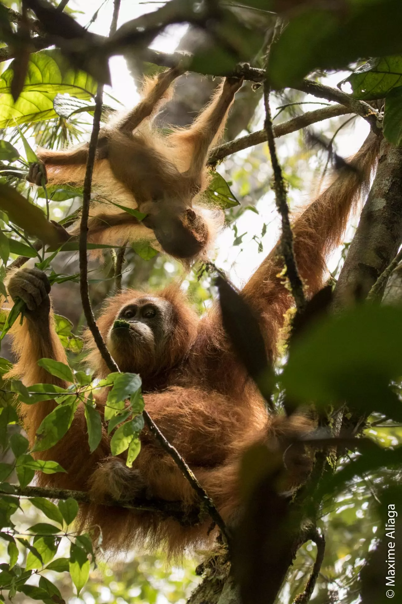 Aya Spésiés Orangutan Anyar Jeung Geus Bahaya