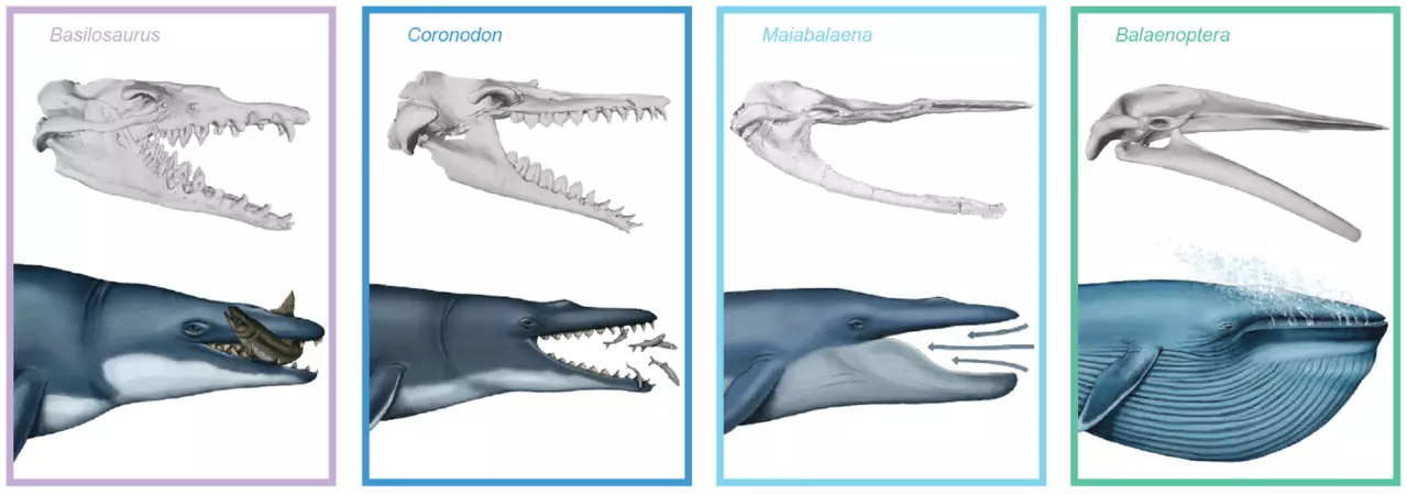 Walay ngipon, 33-Million-Year-Old nga Balyena Mahimong Usa ka Ebolusyonaryong 'Missing Link'