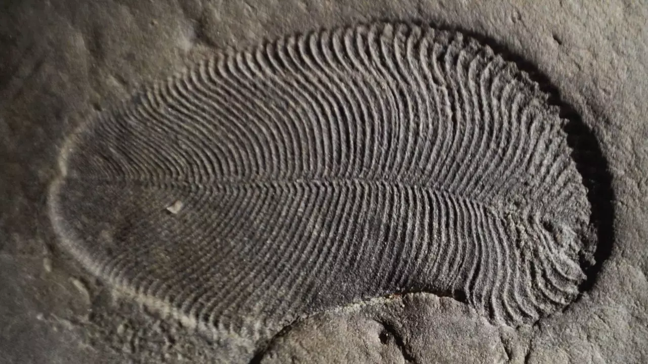 غير معمولي ثبوت پيش ڪن ٿا 558 ملين سال پراڻو فوسل سيارو تي سڀ کان پراڻو جانور آهي