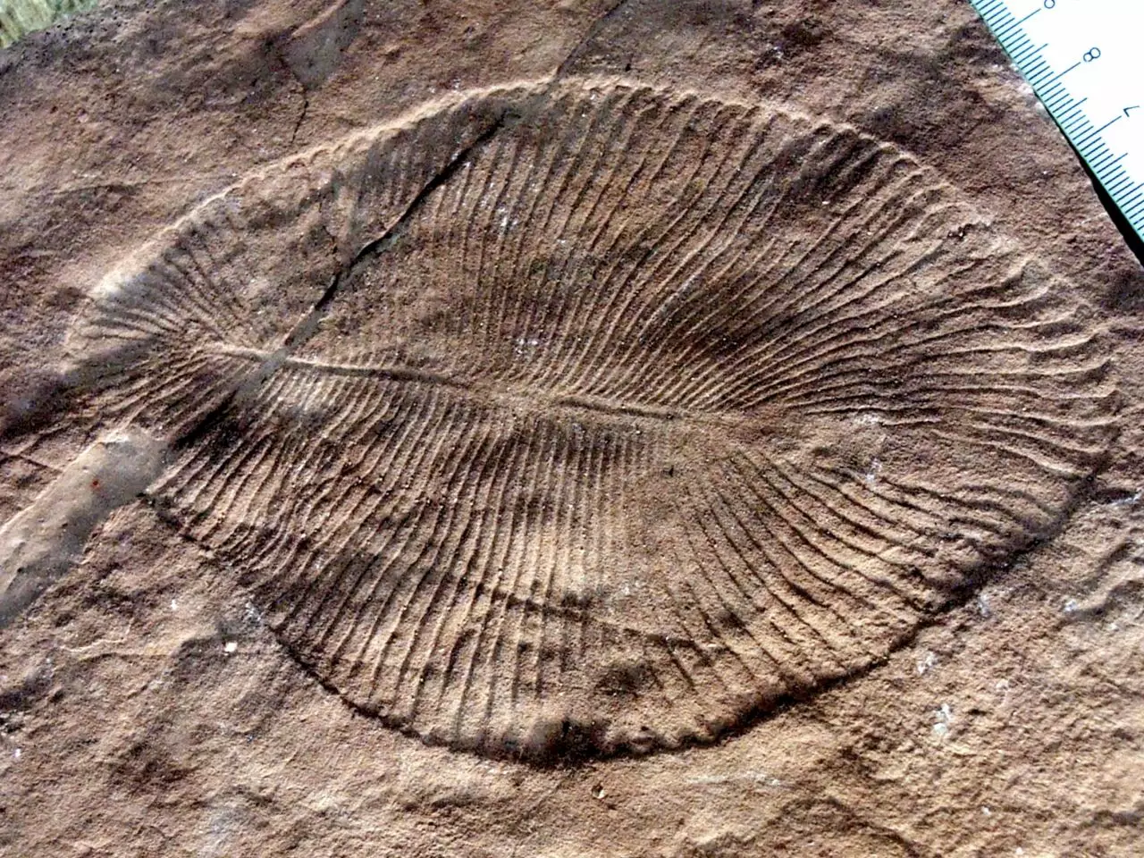 Bukti Luar Biasa Nyarankeun Fosil Umur 558 Juta Taun Nyaéta Sato Pangkolotna Dipikawanoh Di Pangeusina