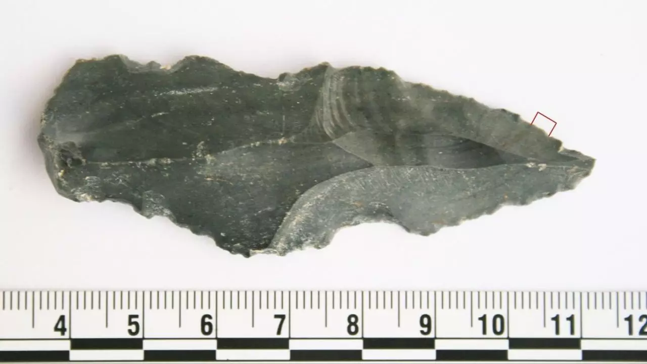 ابزارهای سنگی باستانی به رژیم واقعی پالئو اشاره می کنند