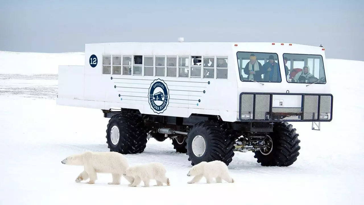 Nu kan du besöka isbjörnar i en elektrisk tundrabuggy
