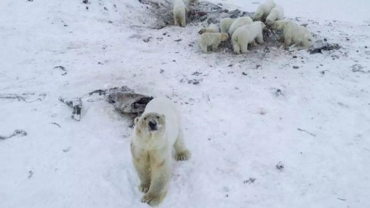 北極熊再次入侵俄羅斯小鎮……
