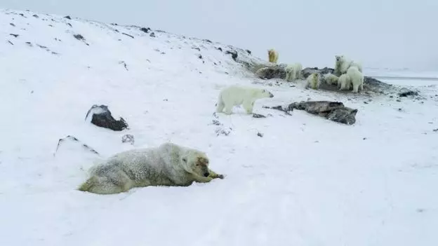 Sinalakay ng mga Polar Bear ang Isang Bayan ng Russia... Muli