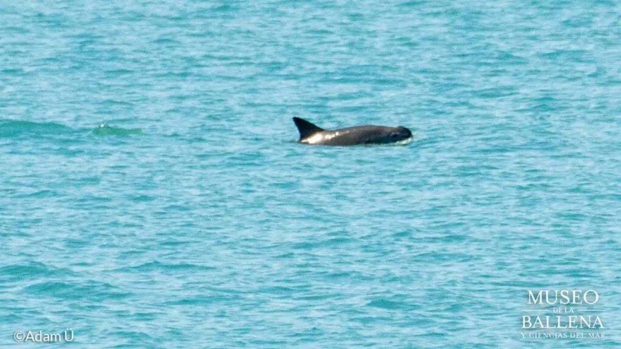 La population de marsouins Vaquita en danger critique d'extinction compte désormais moins de 19 individus