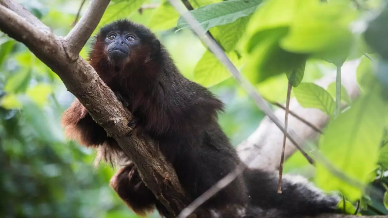 Tšimoloho e makatsang ea Ts'eene ea Jamaican e Felletseng e Rarollotsoe ka Tlhahlobo ea DNA