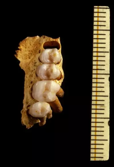 Origem misteriosa de macaco jamaicano extinto resolvido com teste de DNA