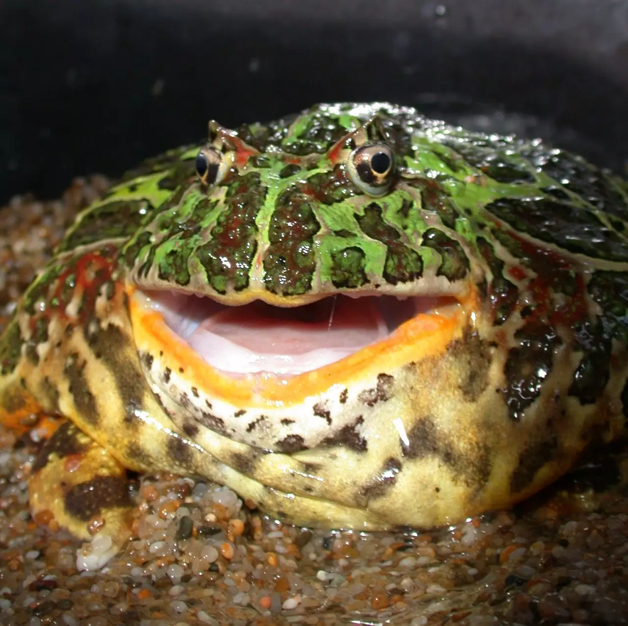 Katak Punah Ini Mungkin Makan Buaya Dan Dinosaurus