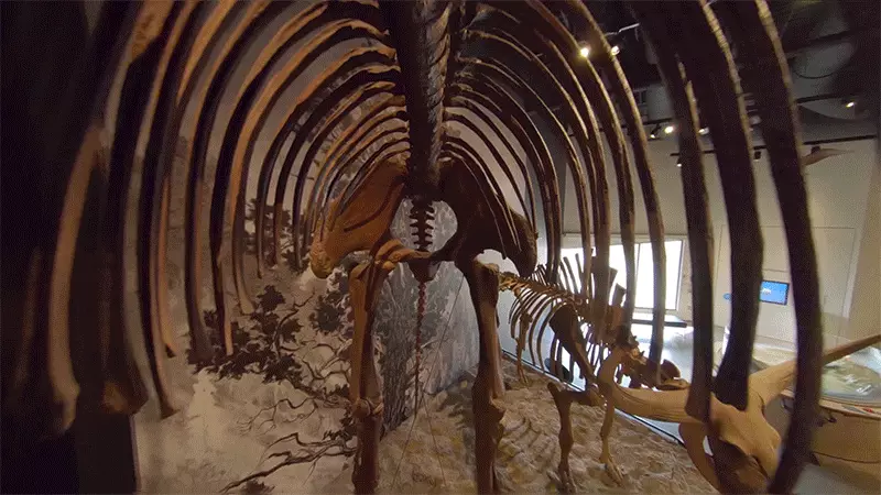 In lytse drone mei in dekonstruearre GoPro ferovere dit ongelooflijke dinosaurusmuseum Fly-Through