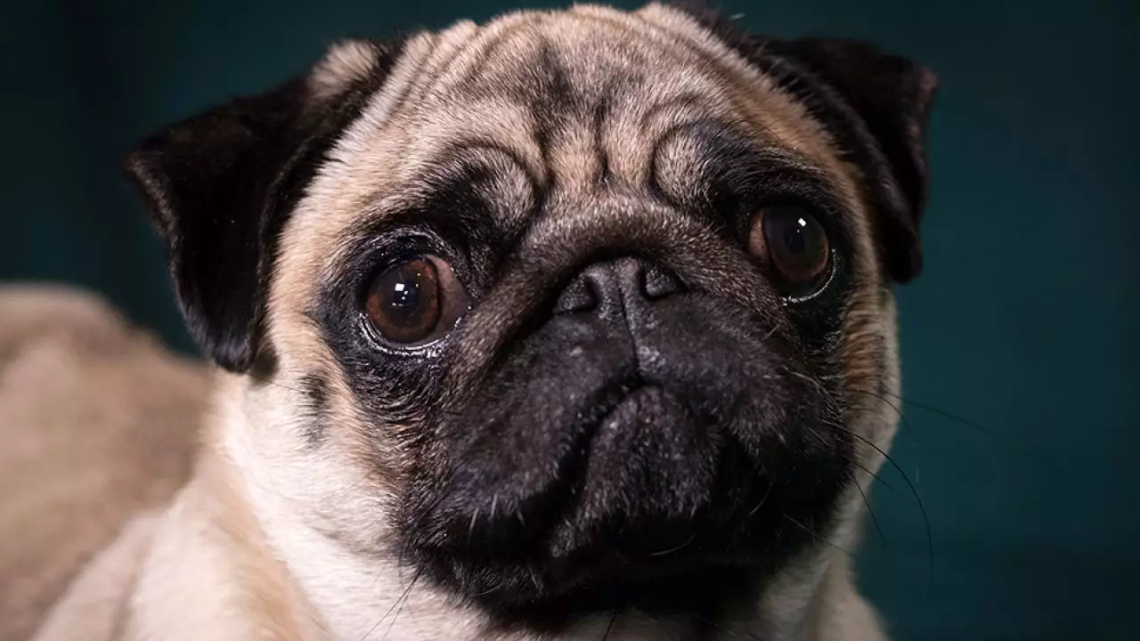 Un studiu identifică probabila mutație genetică responsabilă pentru câinii cu fața netedă