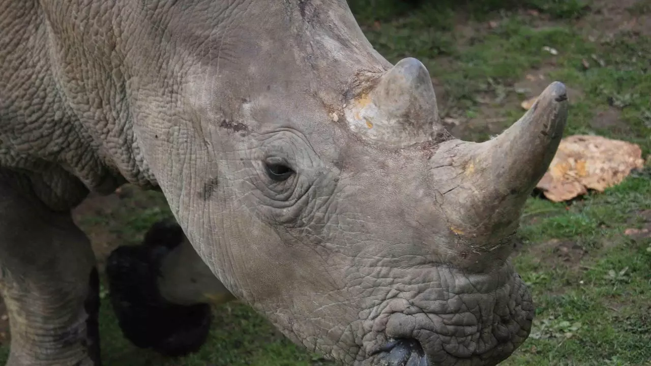 Braconierii care ucid un rinocer într-o grădină zoologică sunt niște lucruri destul de întunecate