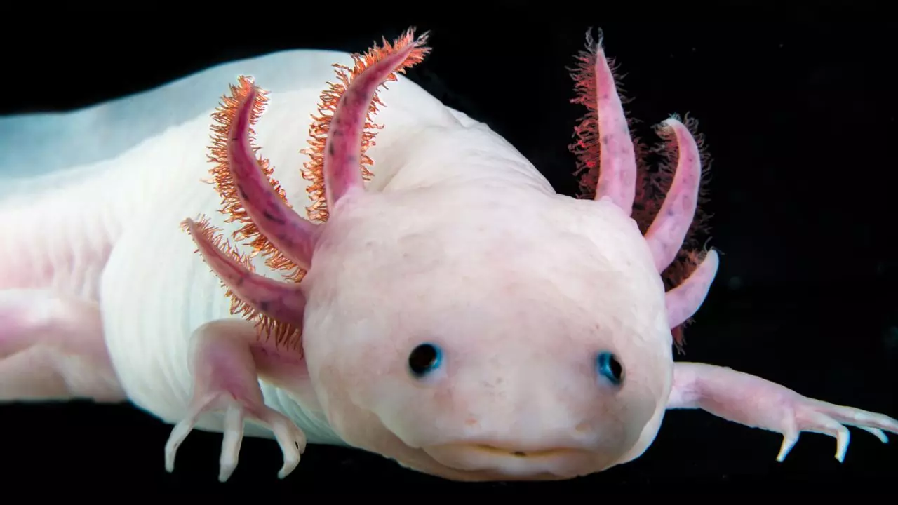 Compleet Axolotl-genoom kan een enorme stap zijn in de richting van regeneratie van menselijk weefsel