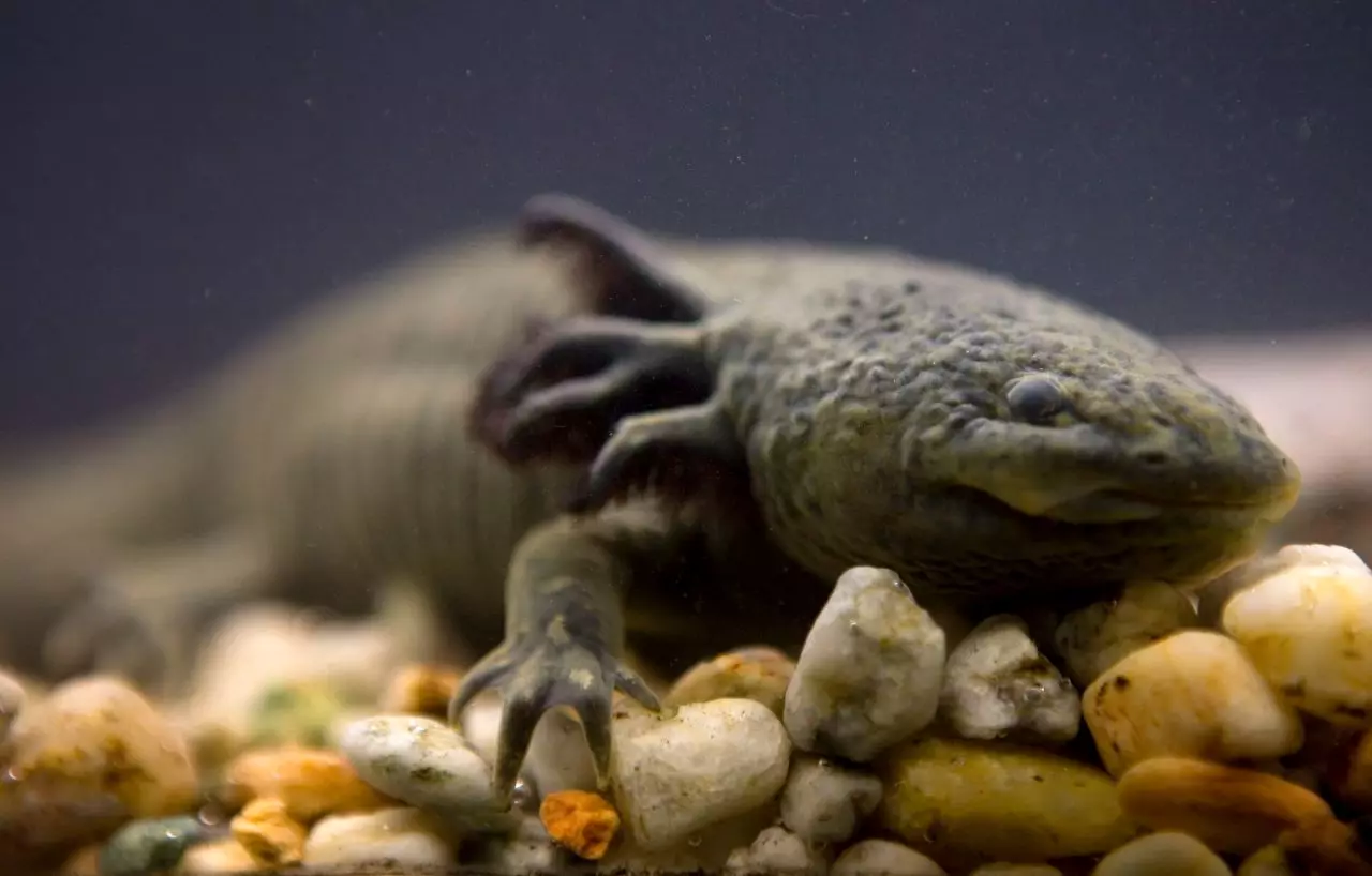 Axolotl Genome ที่สมบูรณ์อาจเป็นขั้นตอนใหญ่ในการฟื้นฟูเนื้อเยื่อของมนุษย์