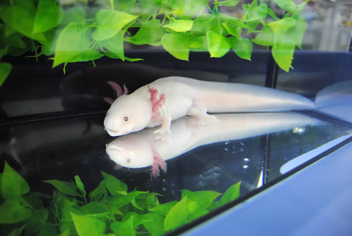 Gqibezela i-Axolotl Genome inokuba linyathelo elikhulu ekuHlaziyweni kweTissue yoMntu