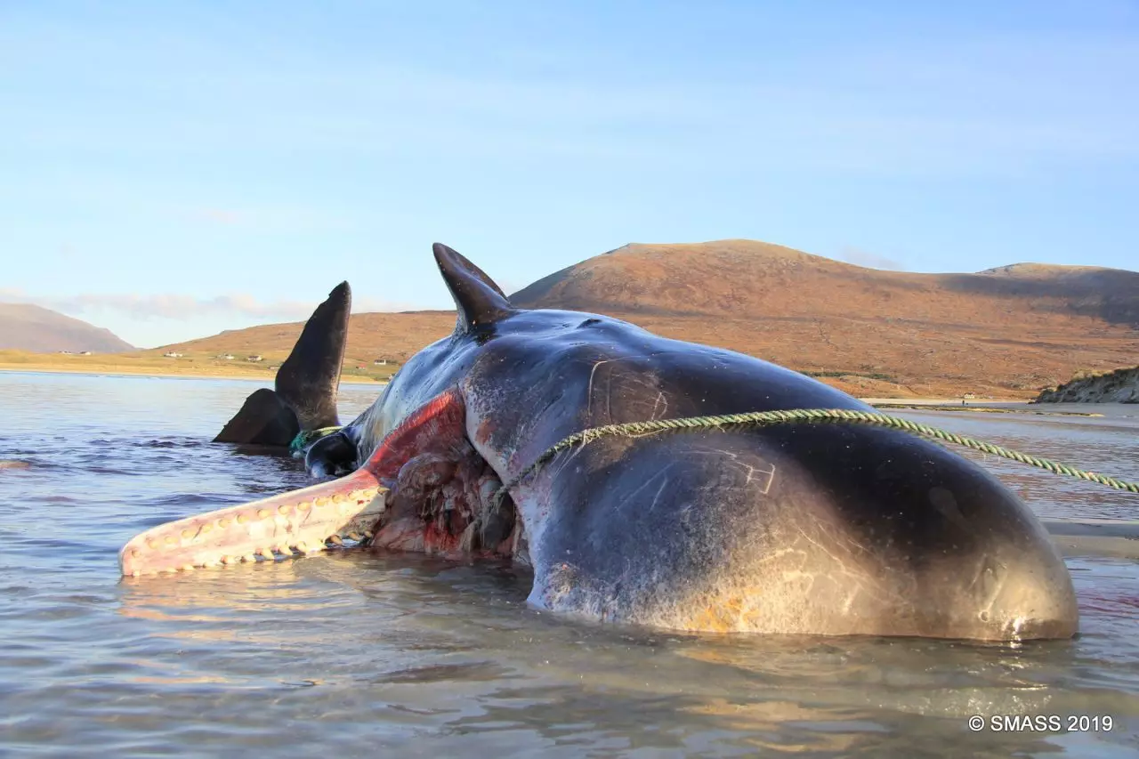 «Куркыныч» 100 килограммлы пластик шар үлгән сперма китенең ашказанында табылган