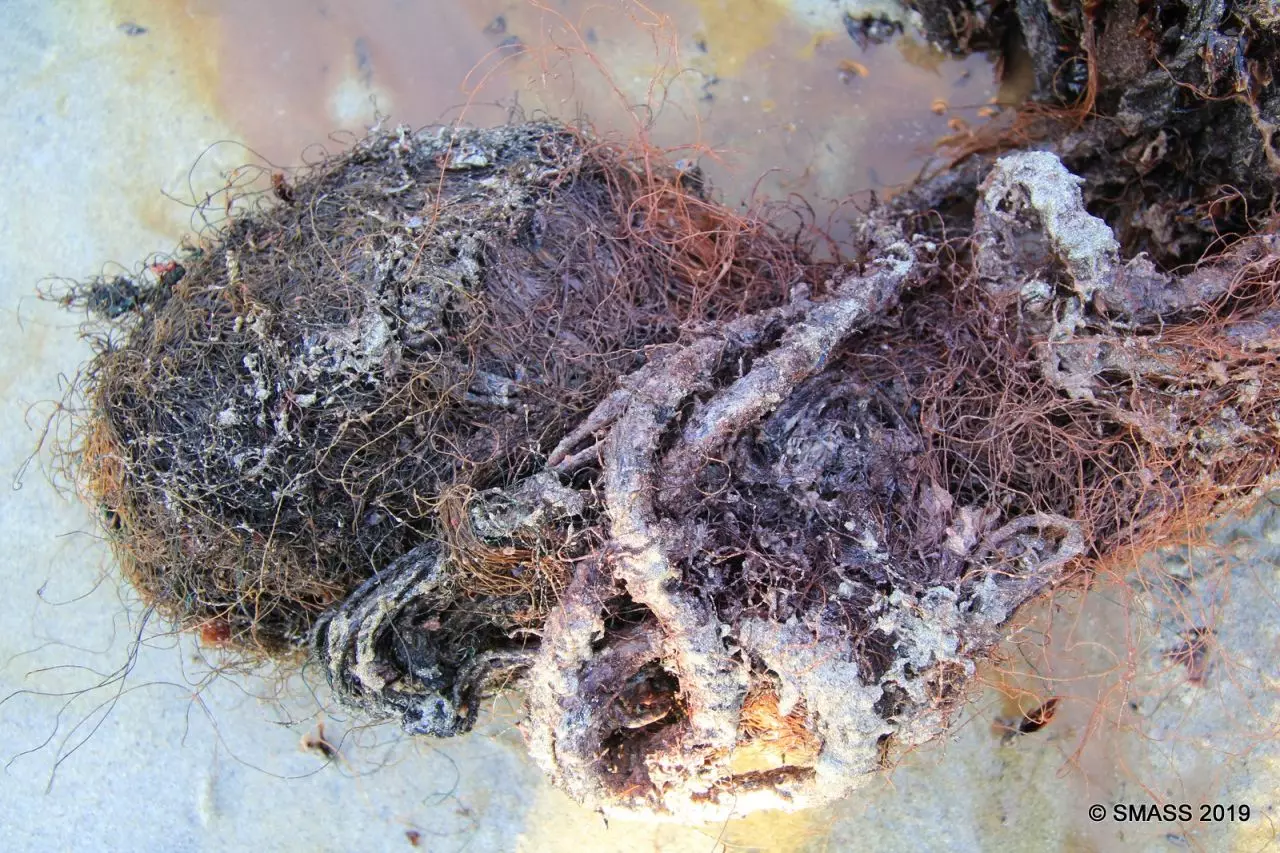 «Куркыныч» 100 килограммлы пластик шар үлгән сперма китенең ашказанында табылган