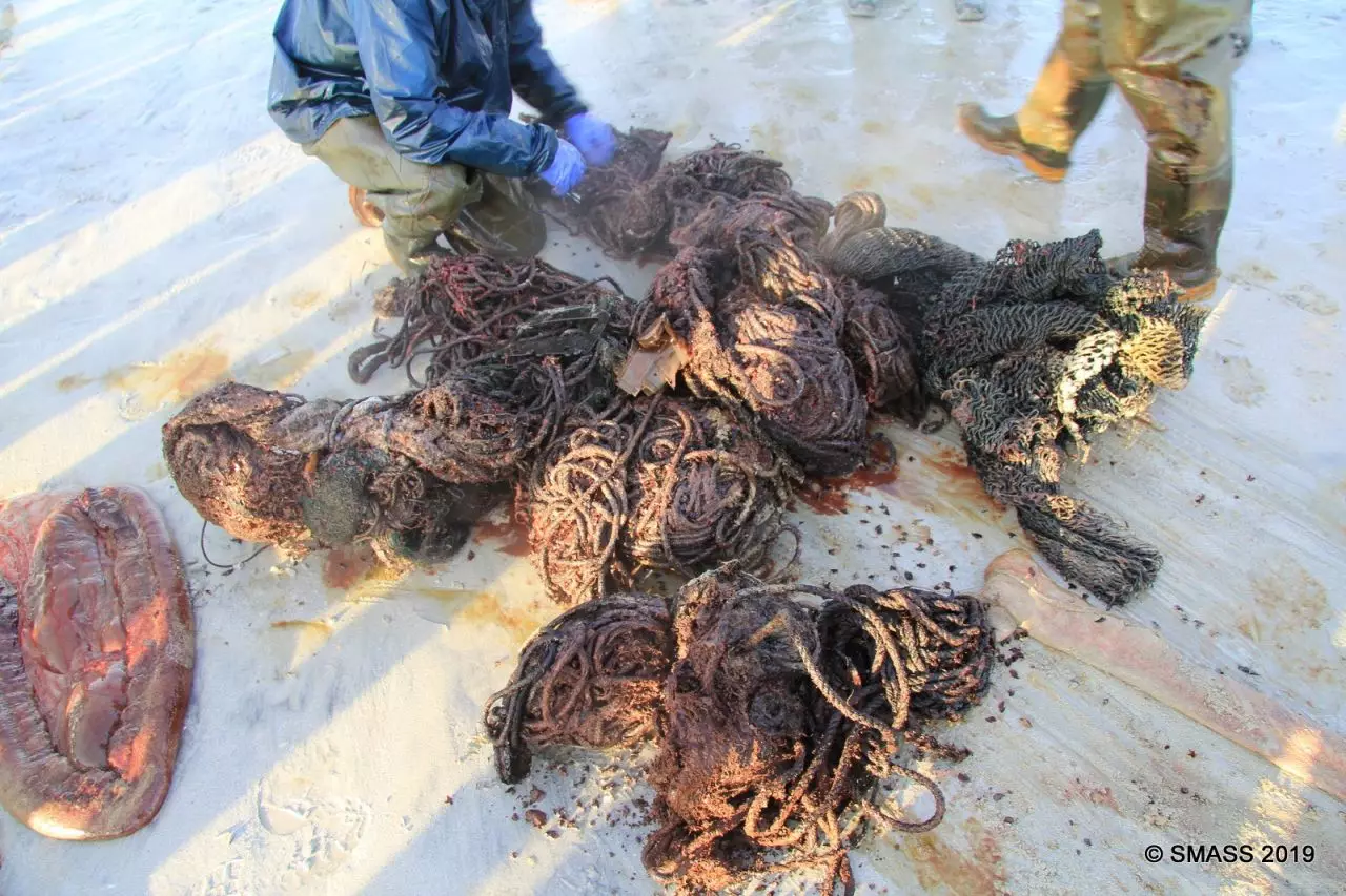 死んだマッコウクジラの胃で見つかった「恐ろしい」100キログラムのプラスチック製のボール