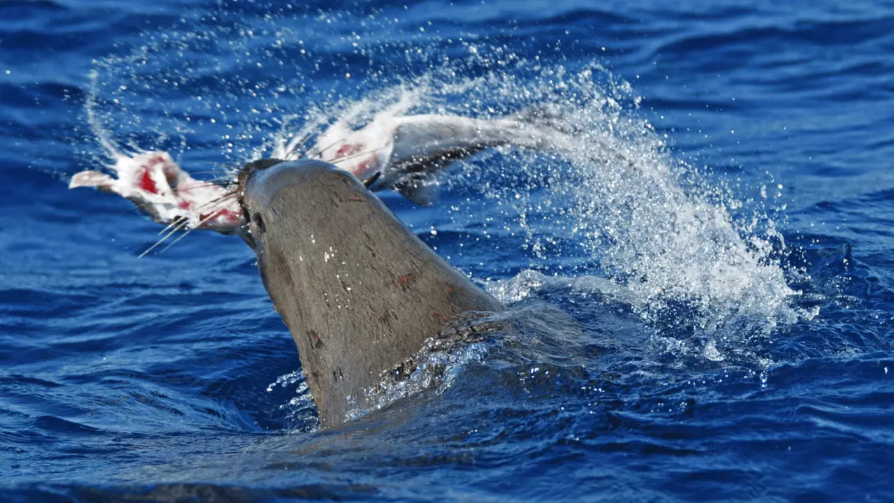 Cómo los peces usan sus espinas para defenderse de las focas hambrientas