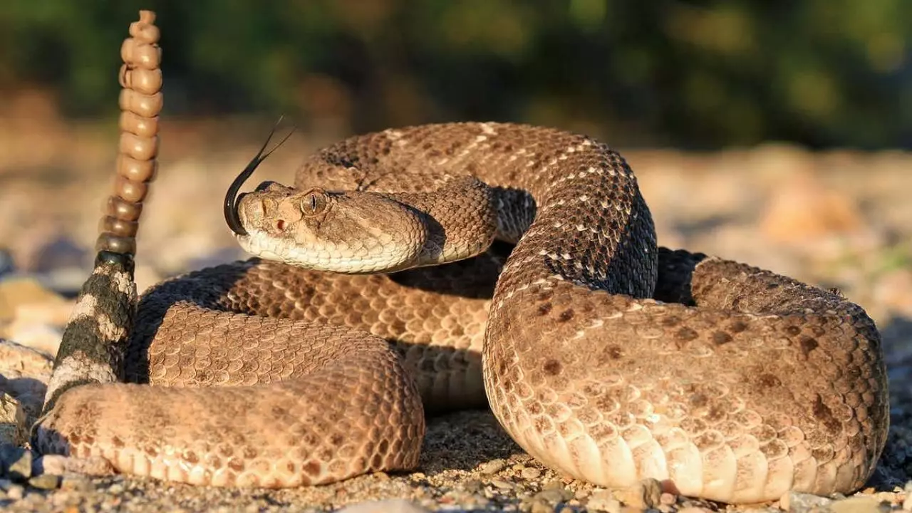 Snake Venom evolueerde niet voor zelfverdediging, vindt nieuwe studie