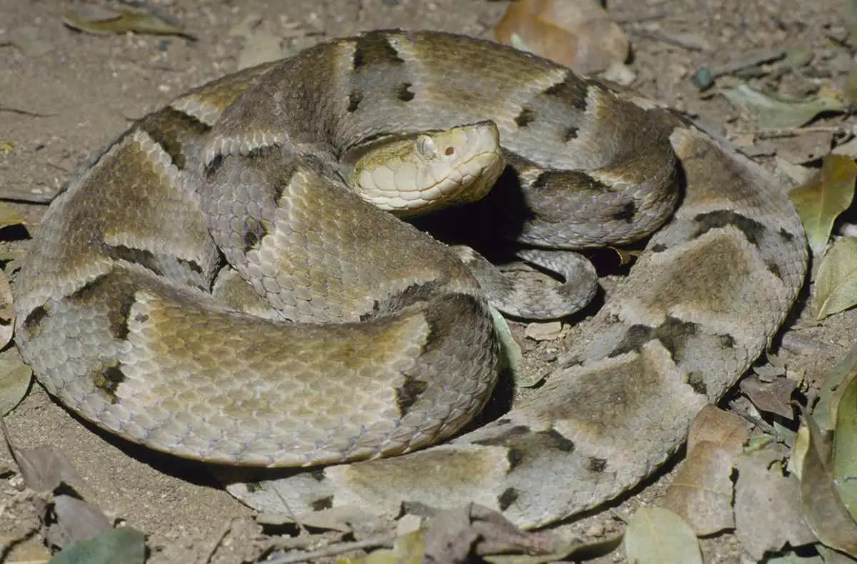 新研究发现蛇毒不是为了自卫而进化的