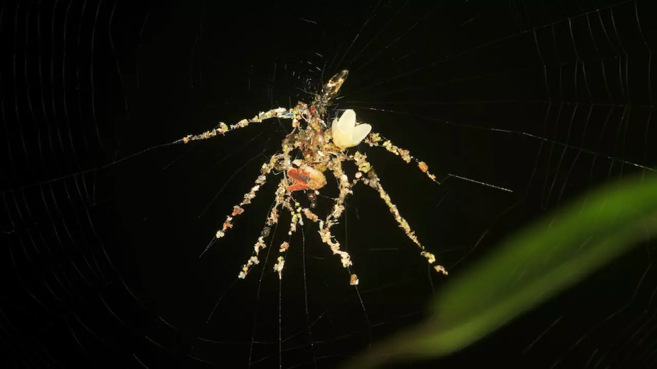 Spider Badass Lo Awọn okú Kokoro Lati Ṣe Ẹṣọ Apẹrẹ Spider Giant Giant
