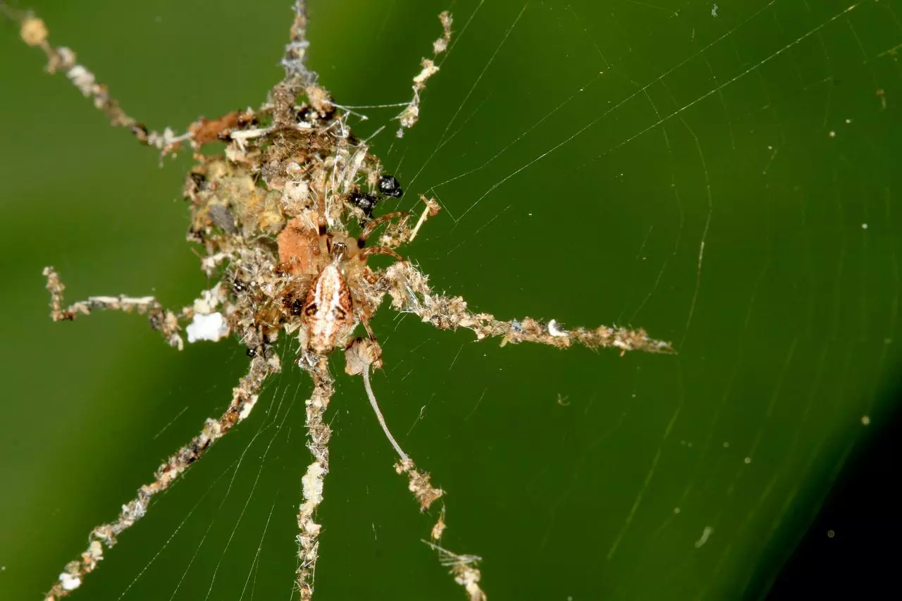 Badass Spider koristi leševe insekata da napravi mamac za dizajn divovskog pauka
