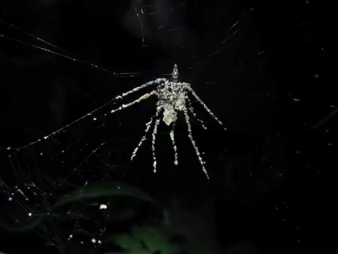 Badass Spider uporablja trupla žuželk, da naredi velikansko oblikovno vabo