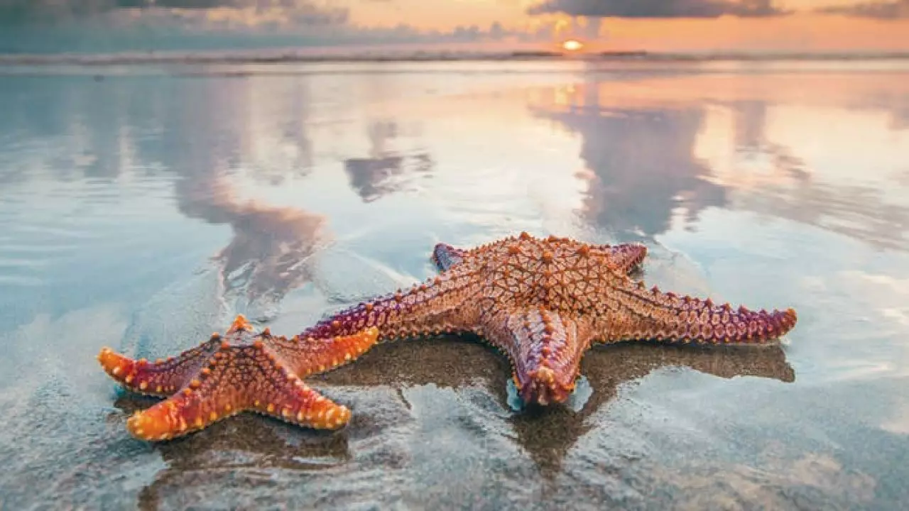 Mesaletsa ea lintho tsa khale e Rare e Thusa ho Araba Lekunutu la Hore na Starfish e bile teng joang ka lihlomo