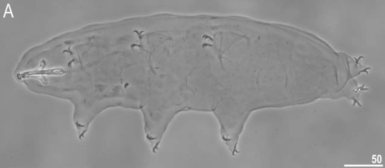 Noi specii de Tardigrad descoperite într-o parcare japoneză