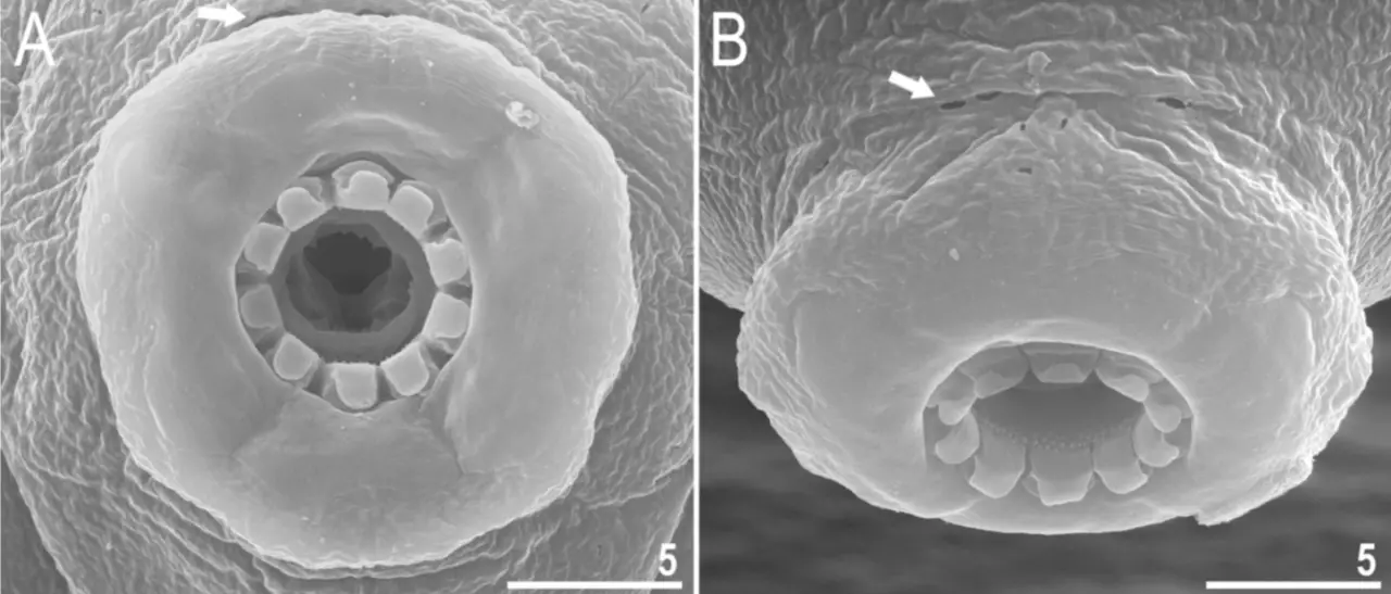 Noi specii de Tardigrad descoperite într-o parcare japoneză