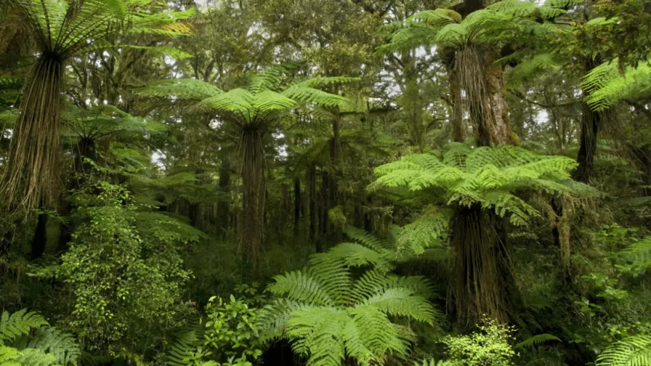 Ama-Tree Ferns Madala KunamaDinosaurs, Kodwa Lokho Akuyona Ngisho Into Ethakazelisa Kakhulu Ngabo