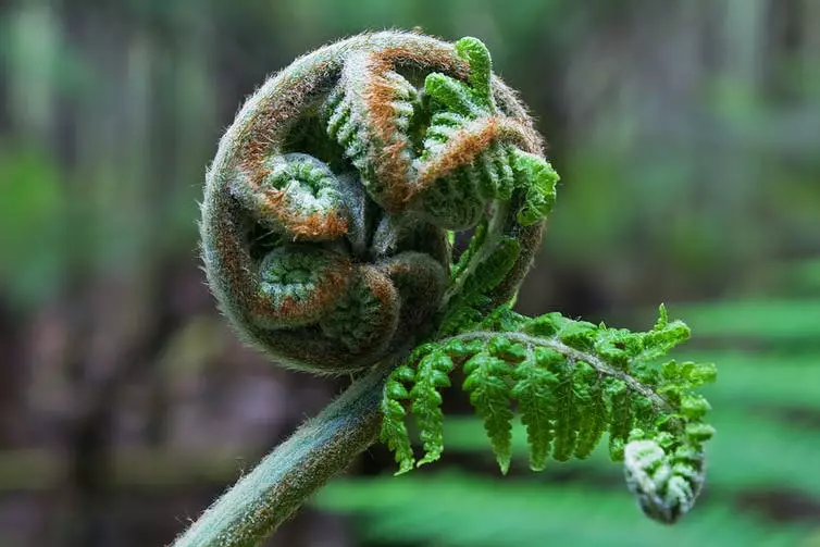 Kupfura kwe _Dicksonia antarctica_, yagadzirira kuvhurika.