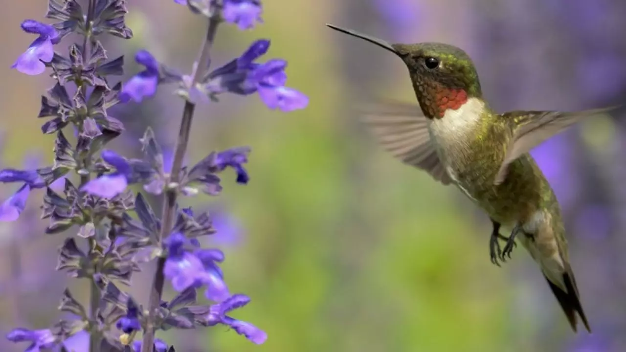 Horrela erregulatzen dute kolibrioek gorputzaren tenperatura hegaldian