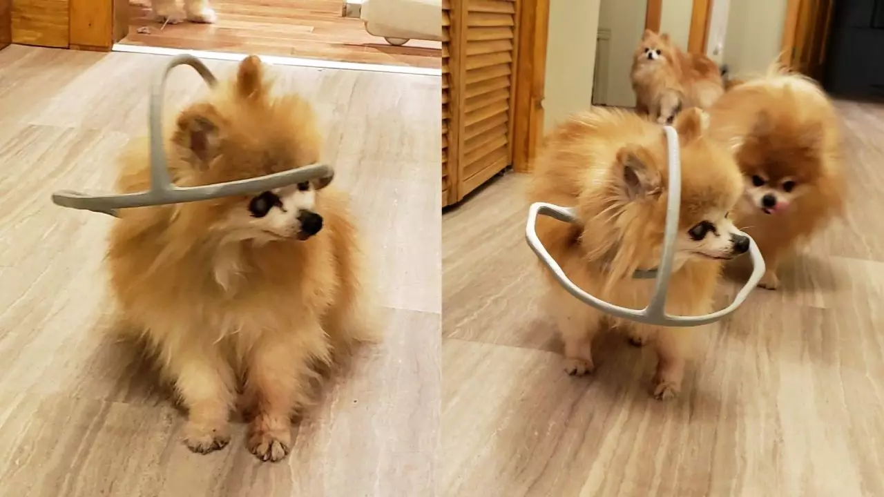 Hierdie ou het 3D-drukwerk gebruik om sy 18-jarige blinde hondjie te help om veilig rond te kom