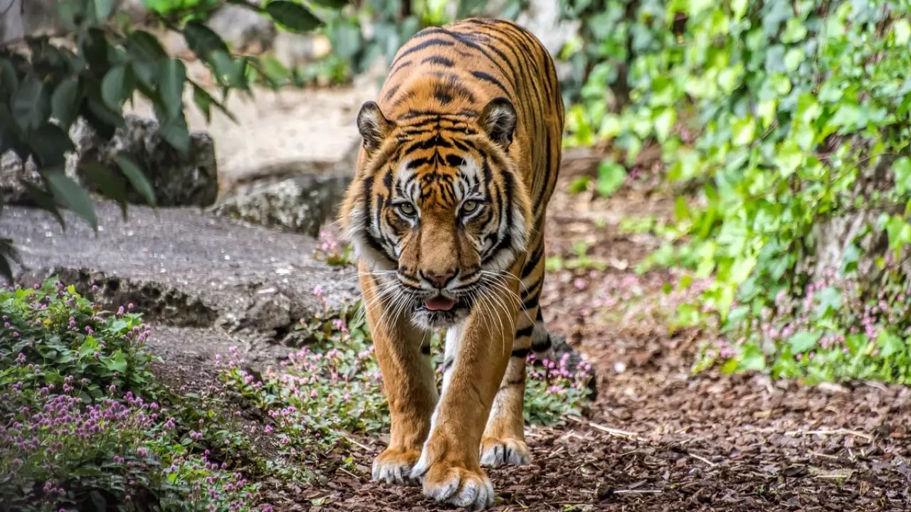 নিউইয়র্কে একটি বাঘ করোনাভাইরাসে আক্রান্ত হয়েছে বলে অভিযোগ