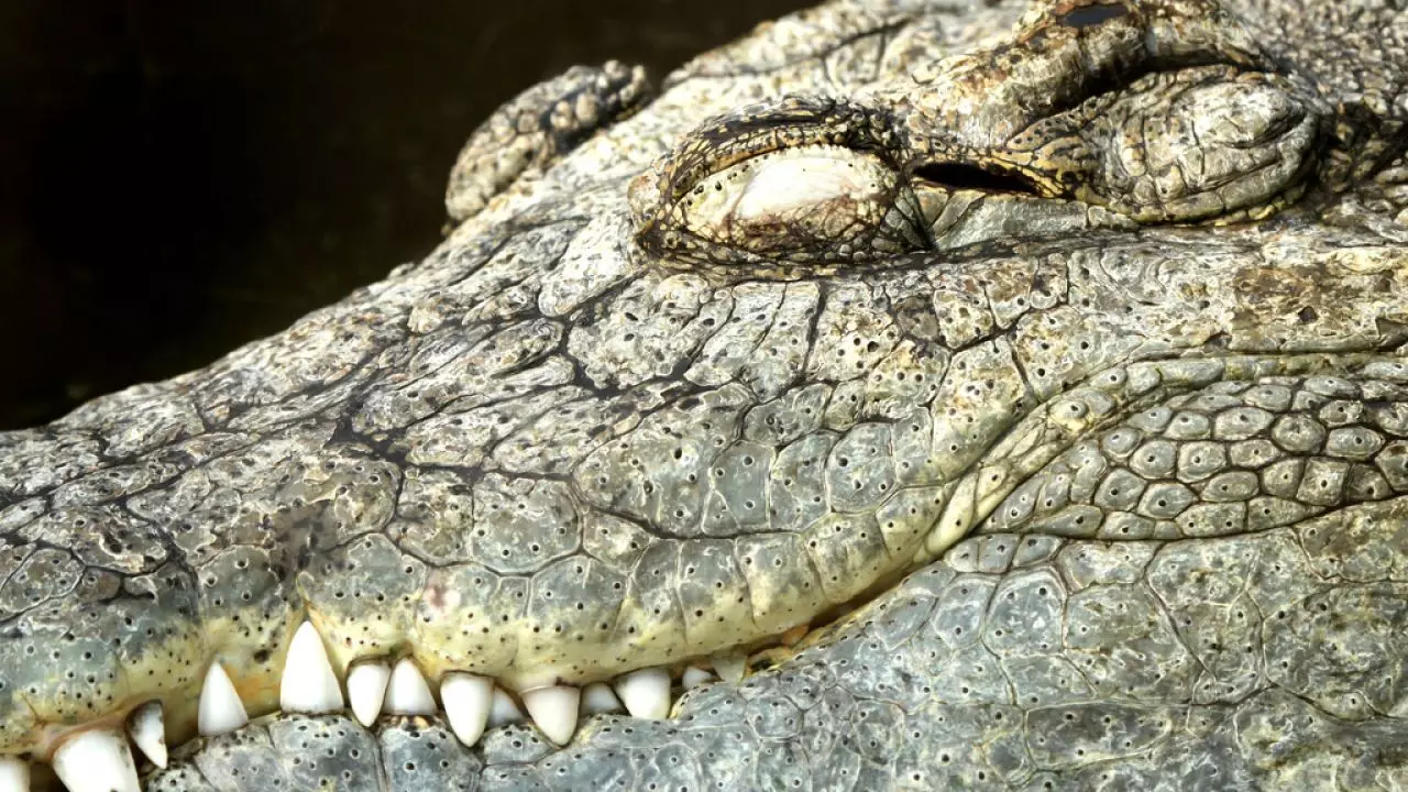 Krokodil: Mugadziri Mushonga Unodya Nyama Yako