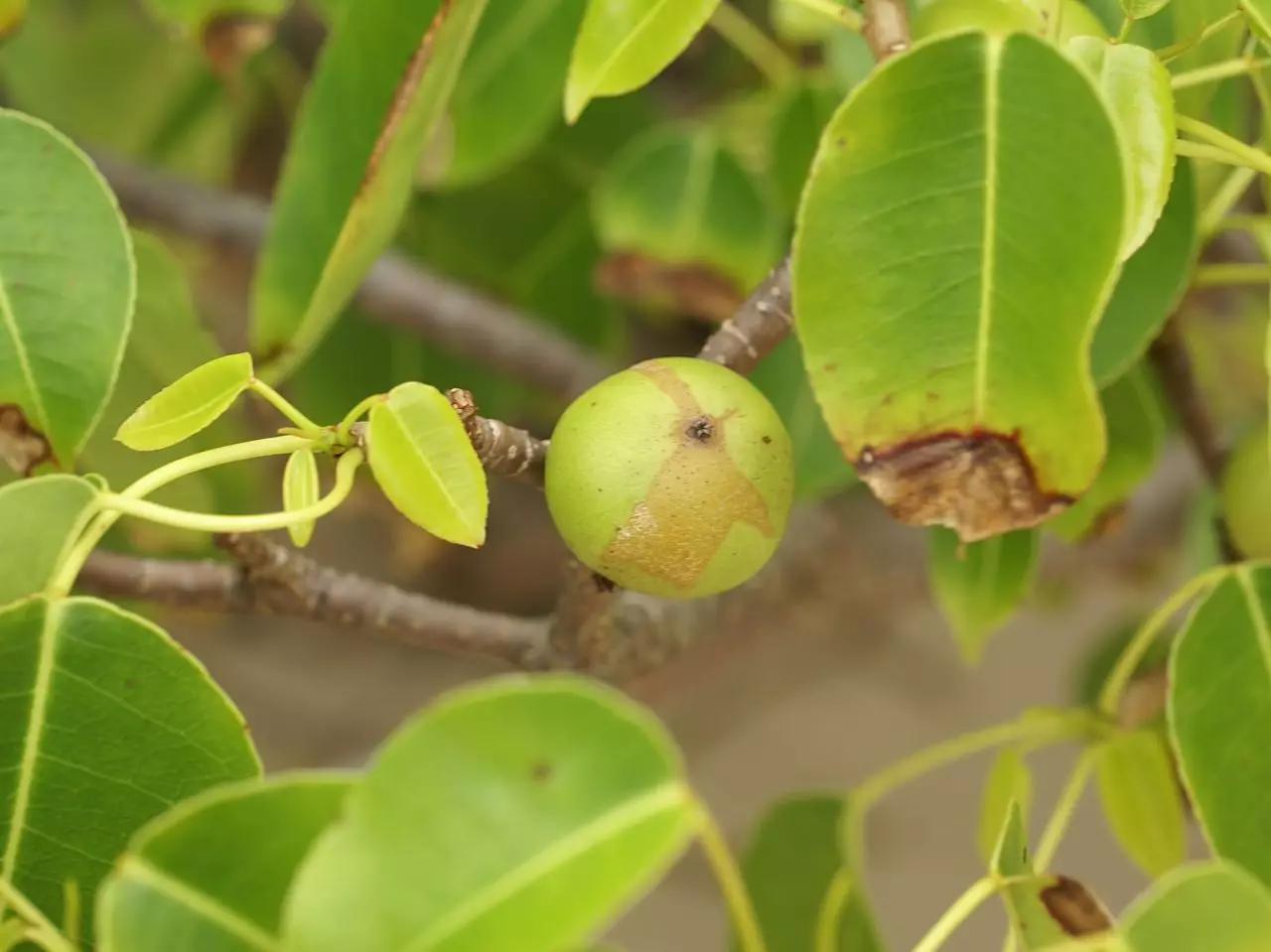 Hierdie boom veroorsaak onmiddellike blase, blindheid en dood