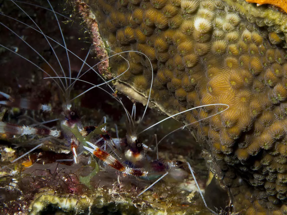 Belles fotos de mons alienígenes amagats aquí a la Terra