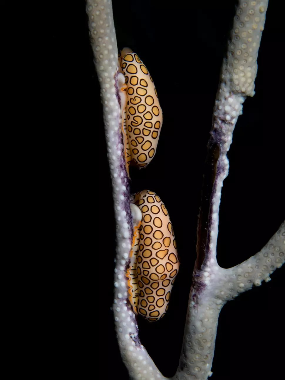 Belles fotos de mons alienígenes amagats aquí a la Terra