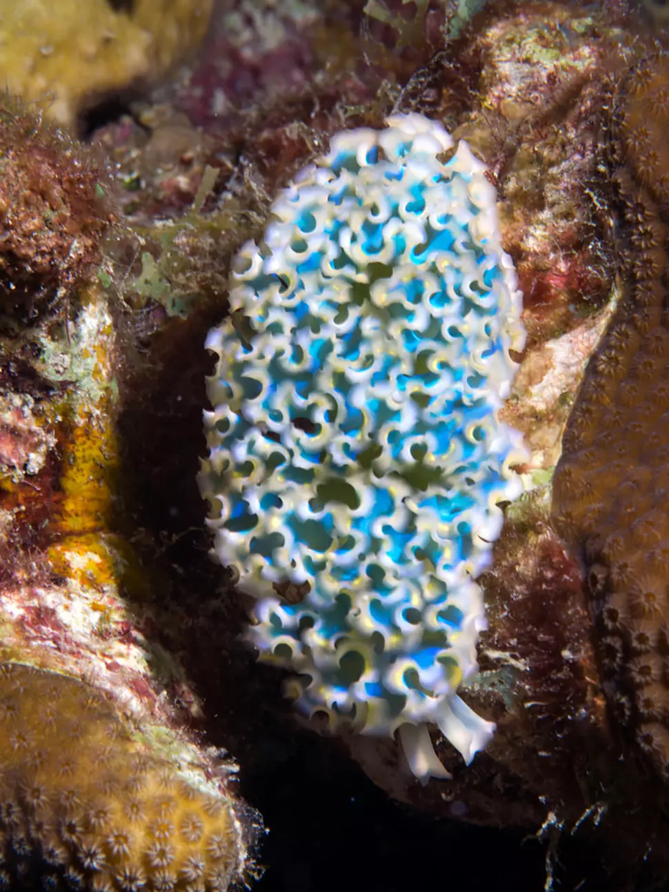 Belles fotos de mons alienígenes amagats aquí a la Terra