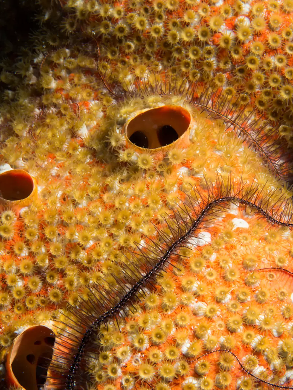 Belles fotos de mons alienígenes amagats aquí a la Terra