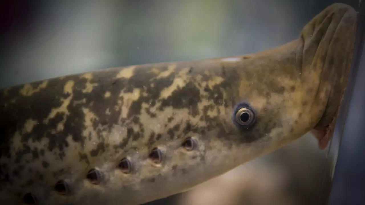 रक्त शोषणारा मासा हा कशेरुकी पूर्वज असू शकत नाही ज्याचा आम्ही विचार केला